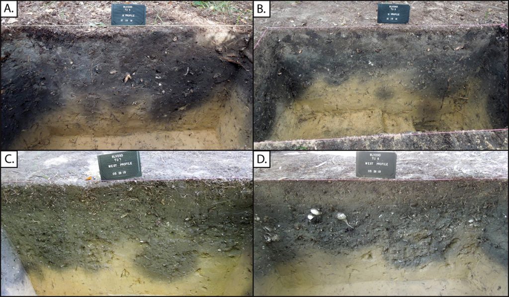 Raleigh Island Shell Rings - Laboratory of Southeastern Archaeology